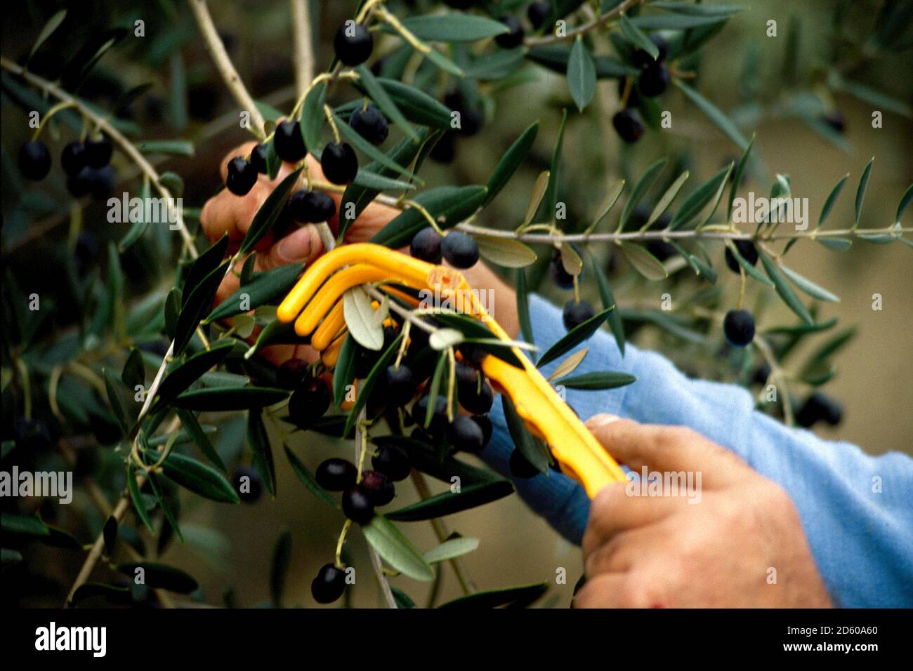 Hand-picking of Italian olives for extra virgin olive oil production ...
