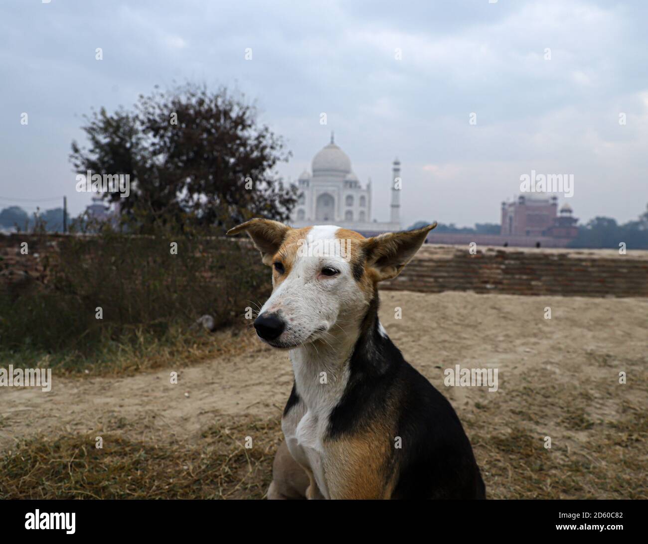 a dog is sitting at mehtab baag and behind is taj mahal Stock Photo - Alamy