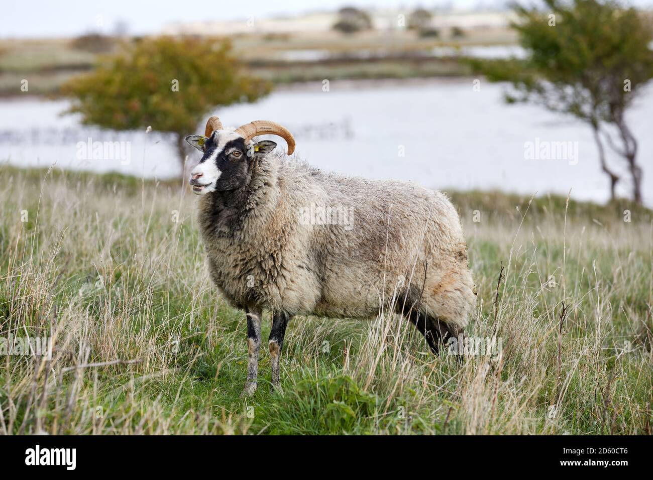 Gute sheep hi-res stock photography and images - Alamy