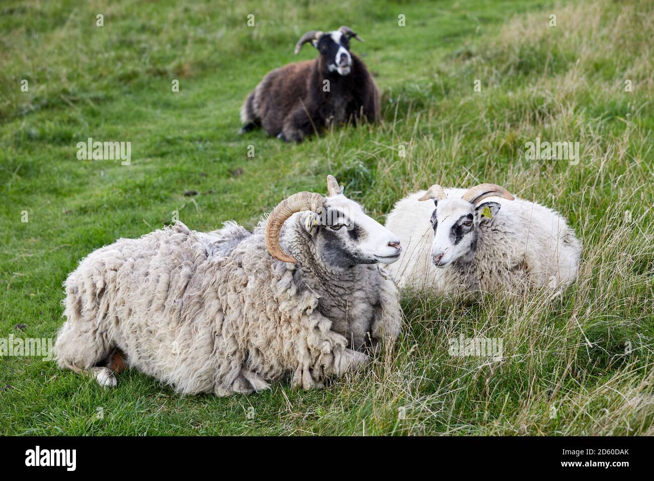 Gute sheep hi-res stock photography and images - Alamy