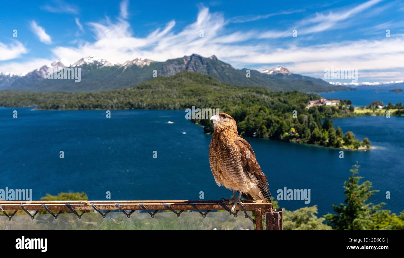 Andean falcon hi-res stock photography and images - Alamy