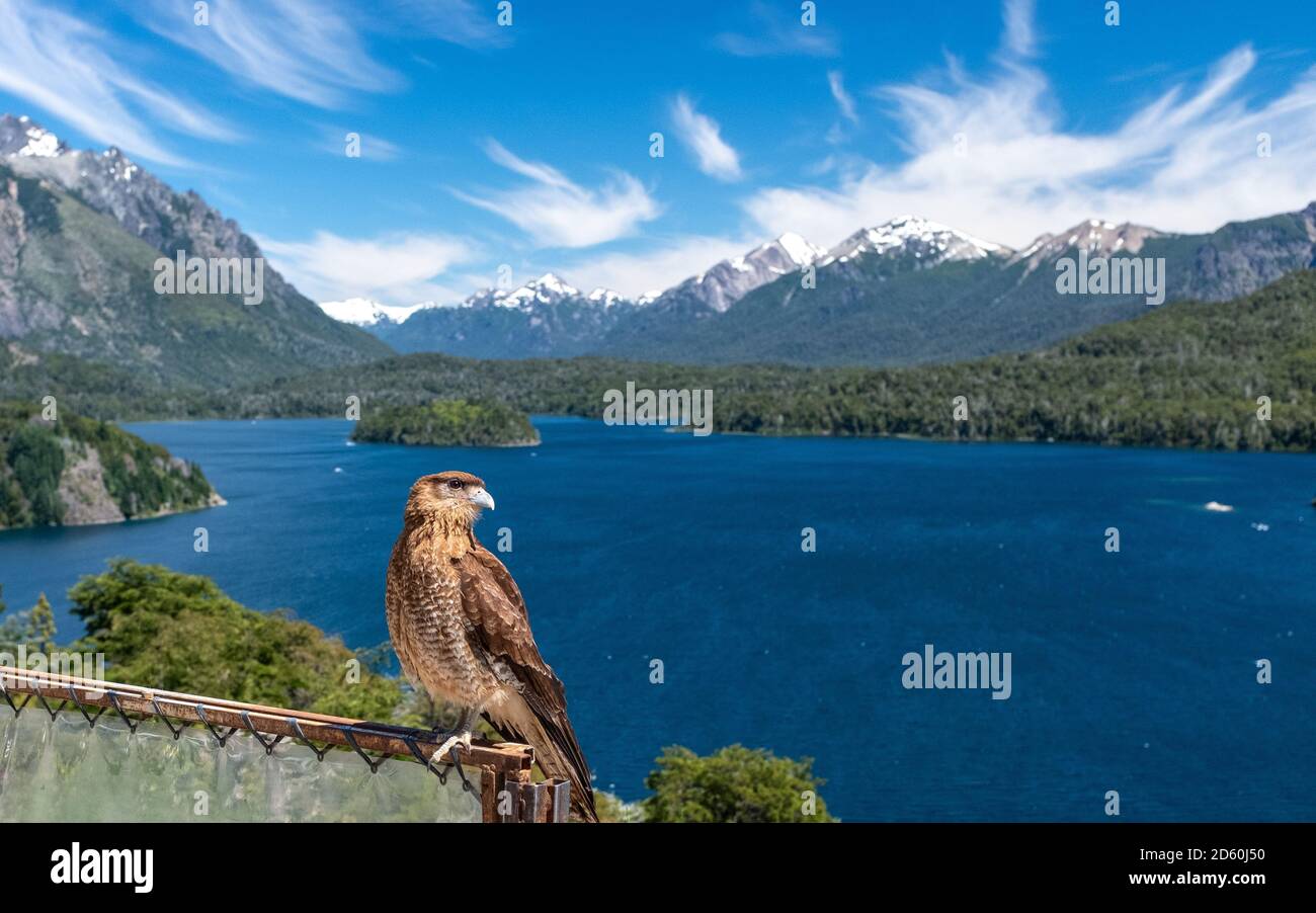 Andean falcon hi-res stock photography and images - Alamy