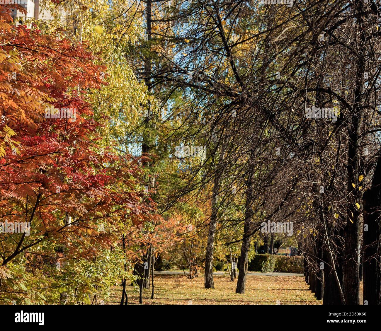 Park with trees and fallen autumn foliage on the ground Stock Photo - Alamy