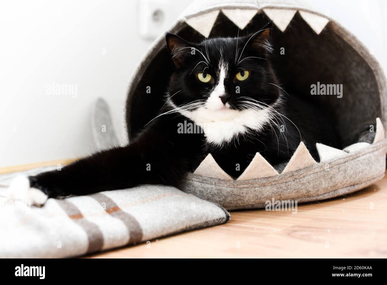 Cute ragdoll baby cat hi-res stock photography and images - Alamy