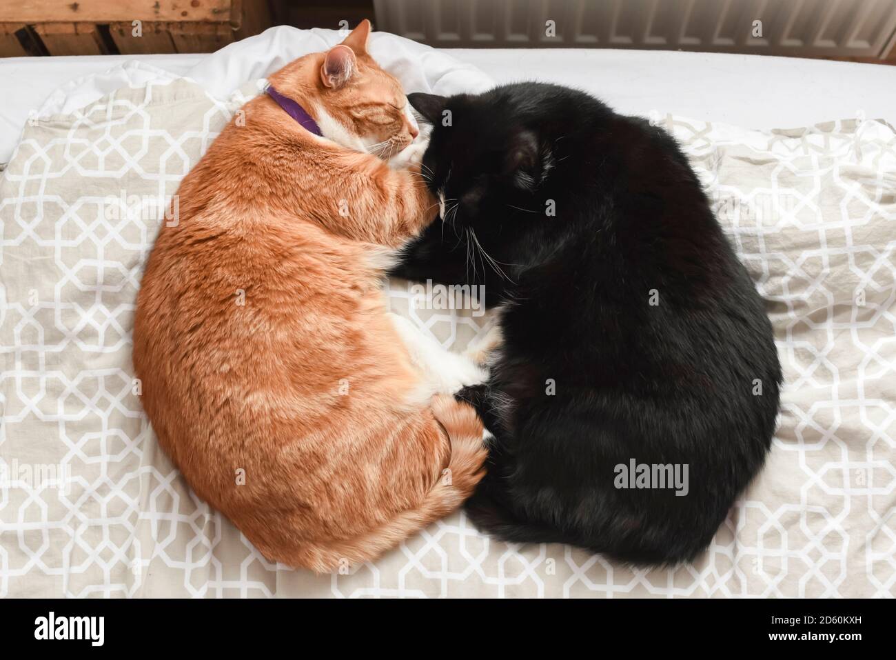 Two cats cuddling together on a chair at home Stock Photo - Alamy