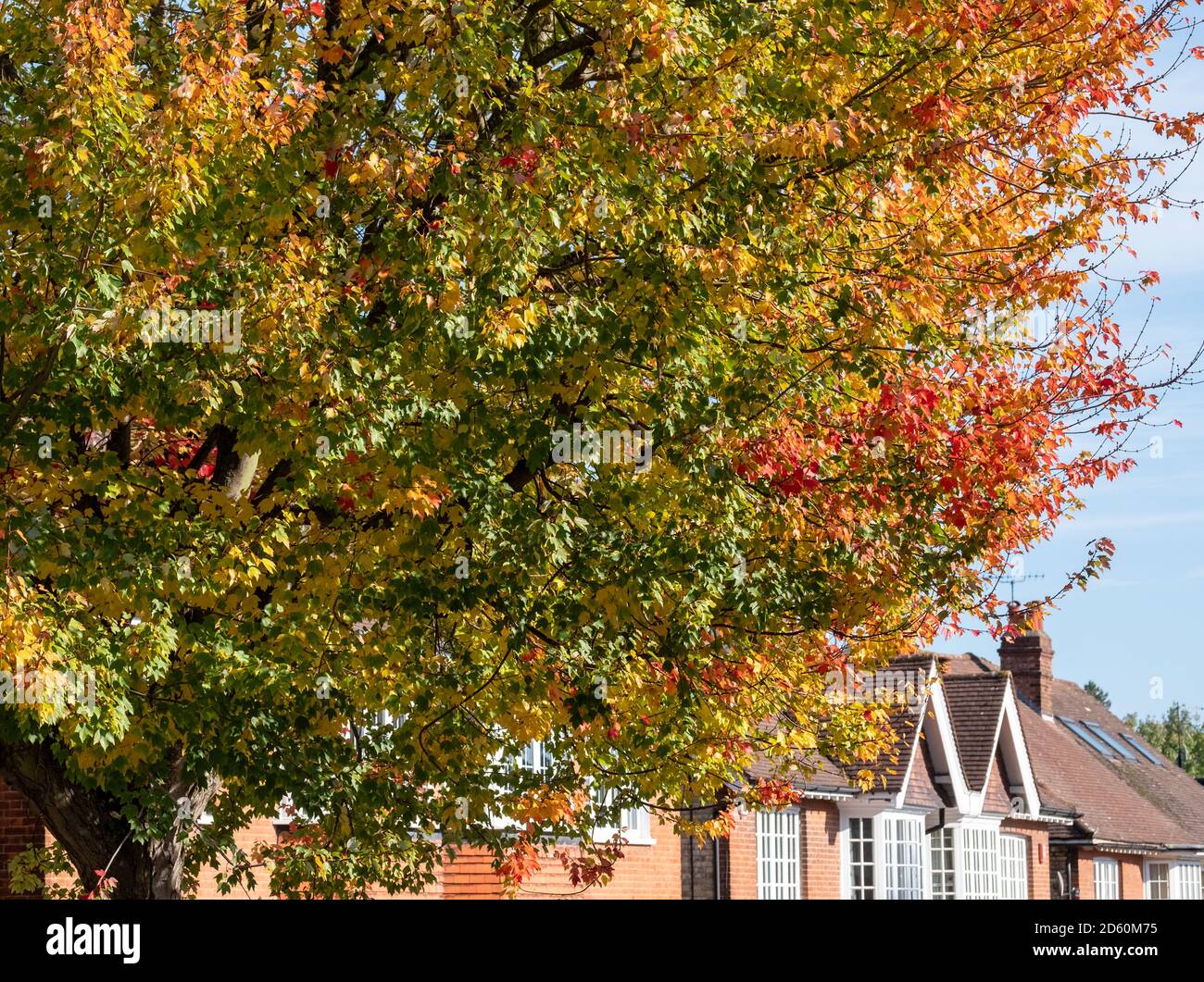 Red maple tree, also known as Acer Rubrum, in a blaze of colour in ...