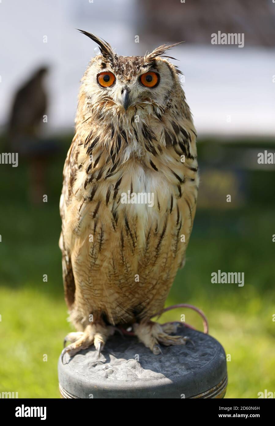 Birds during Kids Carnival Day at warwick Races Stock Photo - Alamy