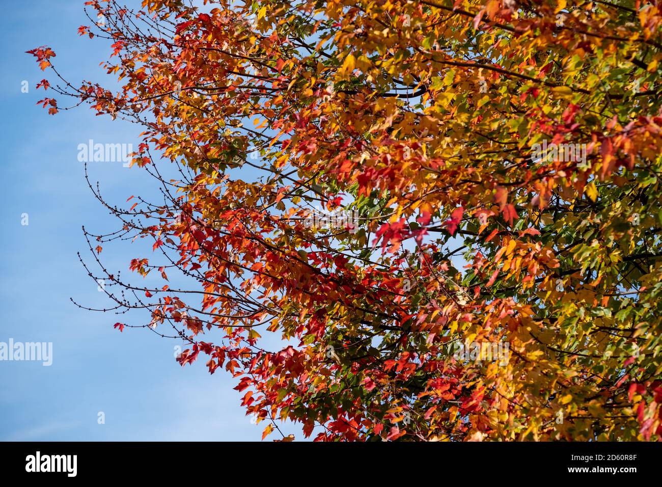 Red maple tree, also known as Acer Rubrum, in a blaze of colour in ...