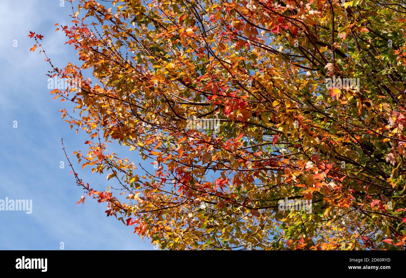 Red maple tree, also known as Acer Rubrum, in a blaze of colour in ...
