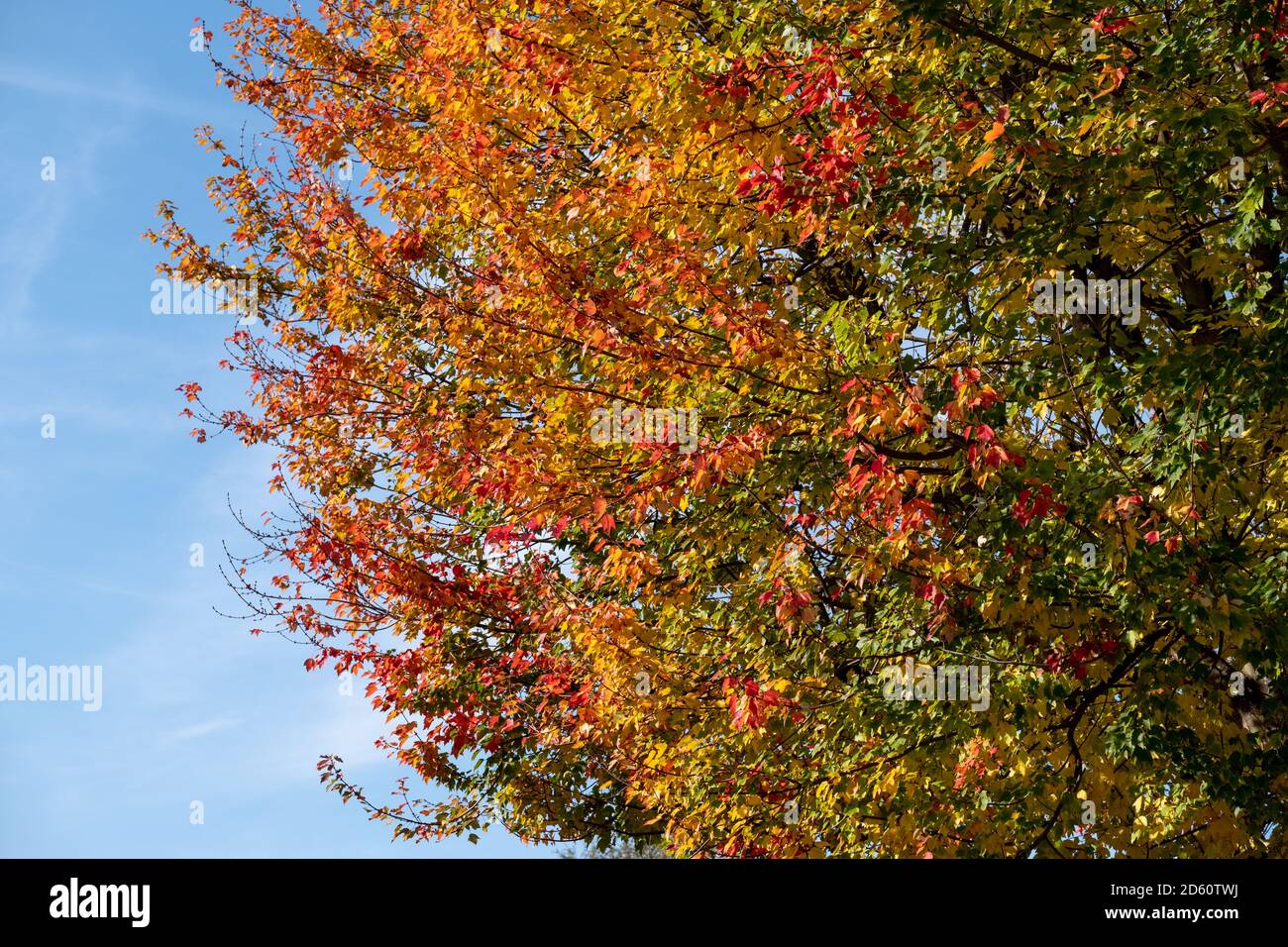 Red maple tree, also known as Acer Rubrum, in a blaze of colour in ...