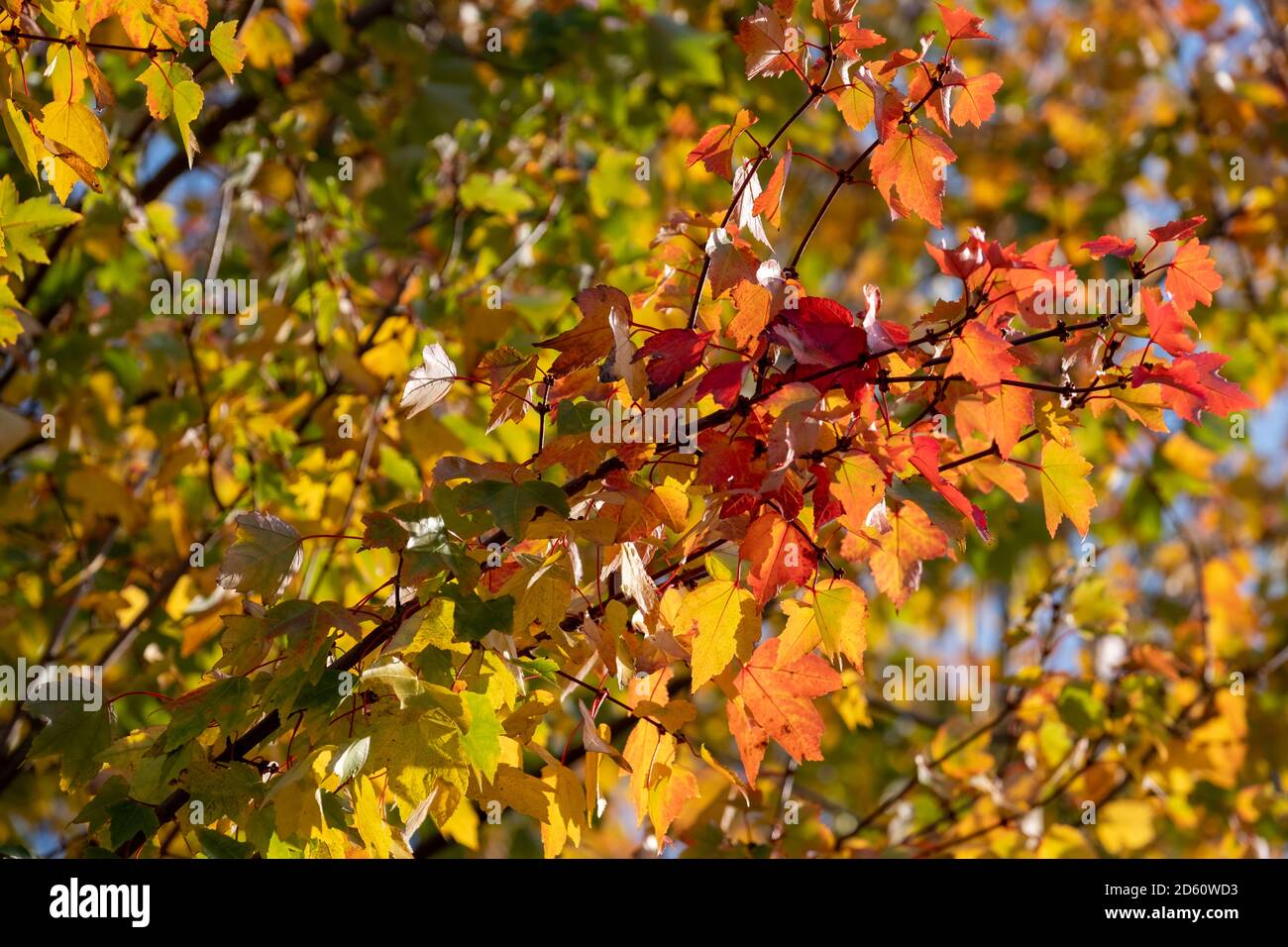 Red maple tree, also known as Acer Rubrum, in a blaze of colour in ...