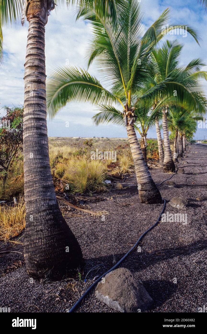 Honokohau, Hawaii, Big Island, USA. Drip irrigation at base of palm ...