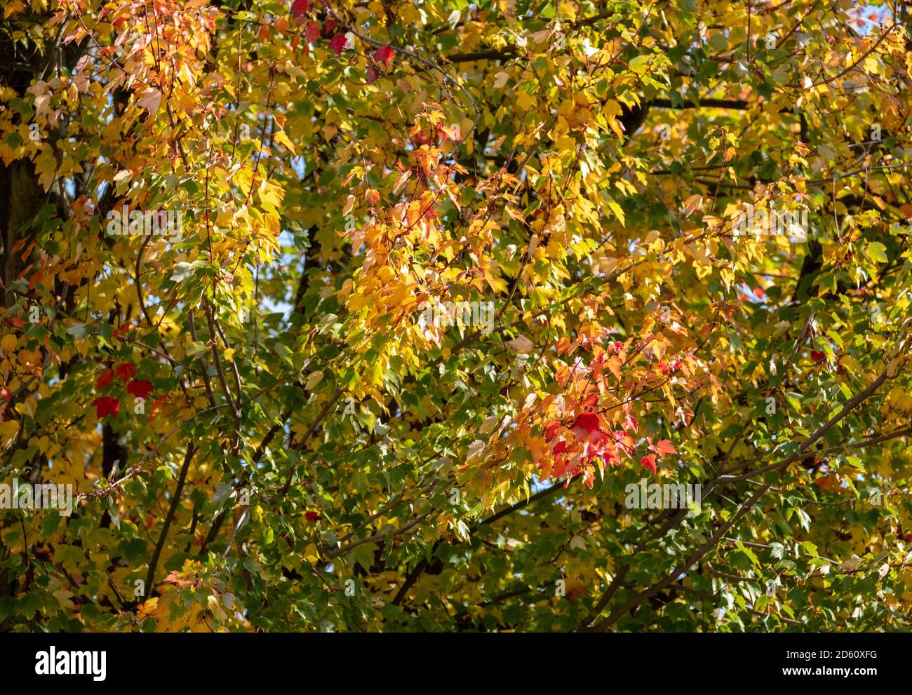 Red maple tree, also known as Acer Rubrum, in a blaze of colour in ...