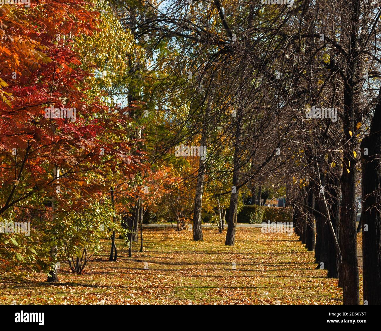 Park with trees and fallen autumn foliage on the ground Stock Photo - Alamy