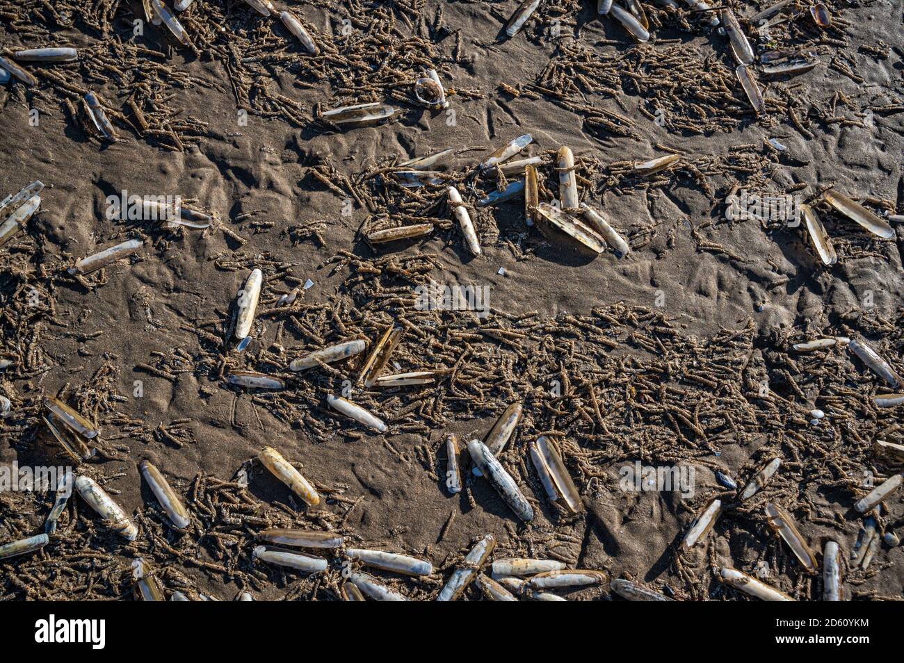 Razor clam shells and plastic beads pollution washed up on Rhossili ...