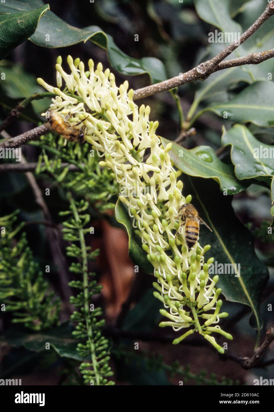 Big Island, Hawaii. Macadamia Blossoms and Bees Stock Photo - Alamy