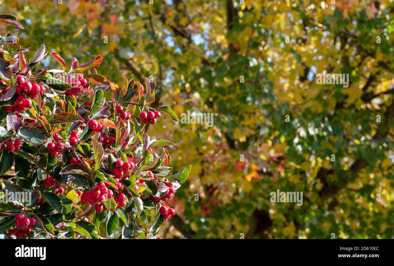Berry tree and red maple tree, also known as Acer Rubrum, in a blaze of ...