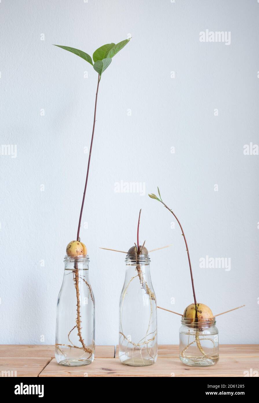 Avocado roots hi-res stock photography and images - Alamy