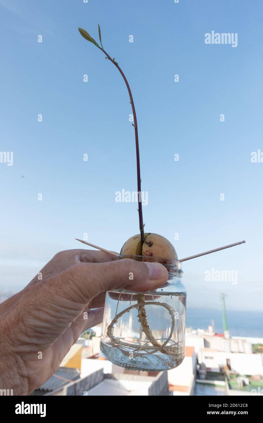 Avocado stone, seed, growing in water Stock Photo - Alamy