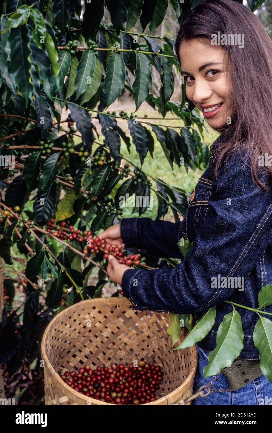 Kona coffee cherries hawaii hi-res stock photography and images - Alamy