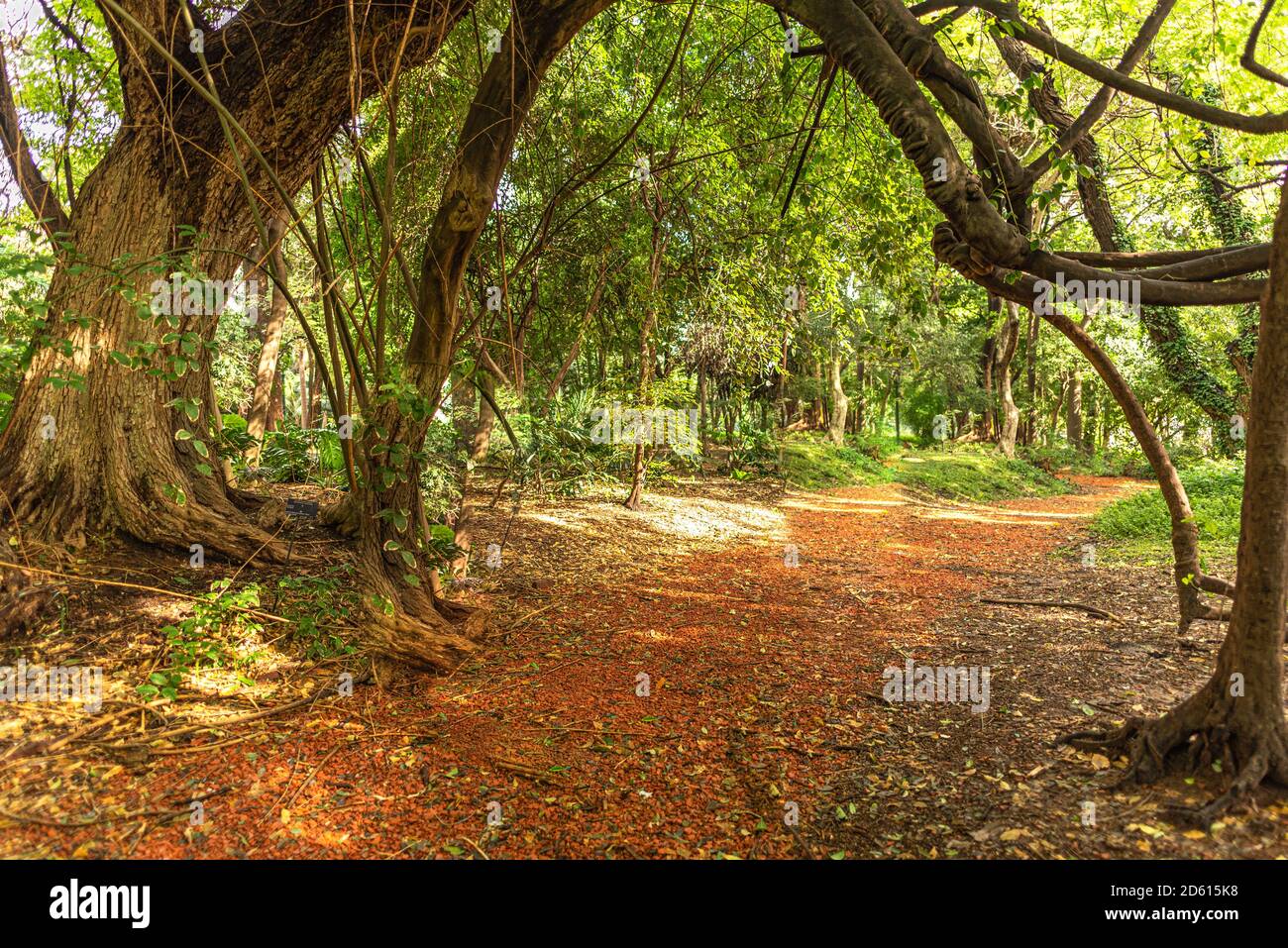 the orange color tree path Stock Photo - Alamy
