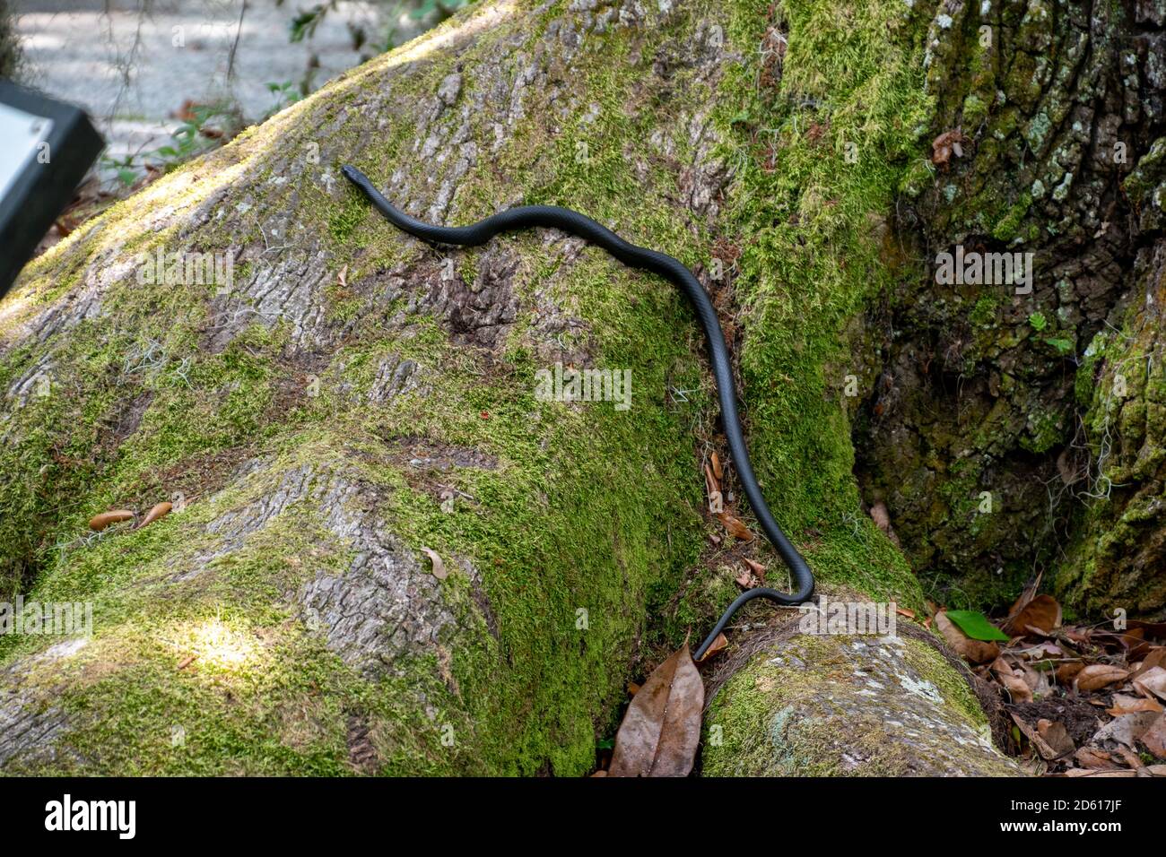 Black Rat Snake High Resolution Stock Photography and Images - Alamy