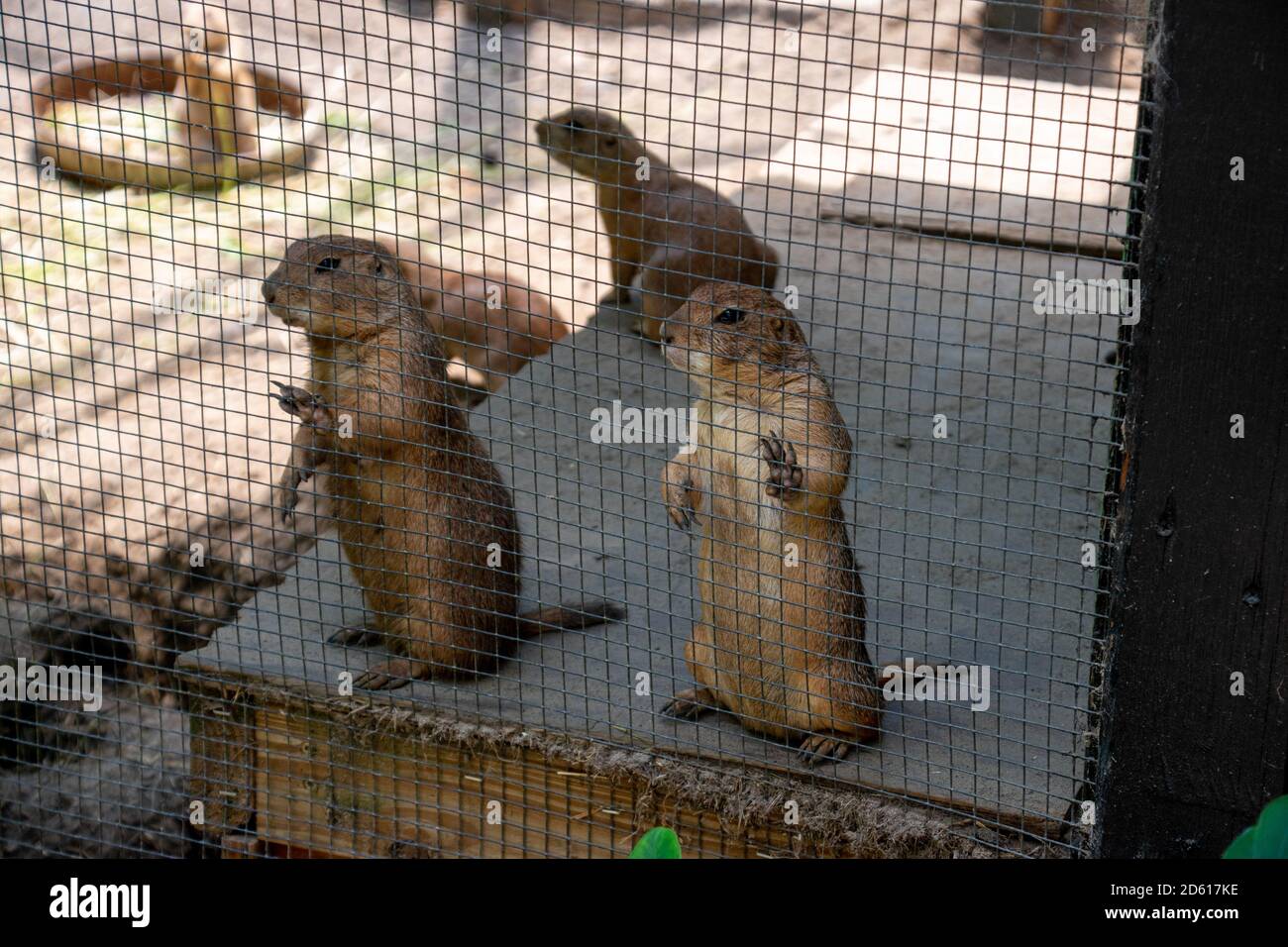 Pet star trek hi-res stock photography and images - Alamy