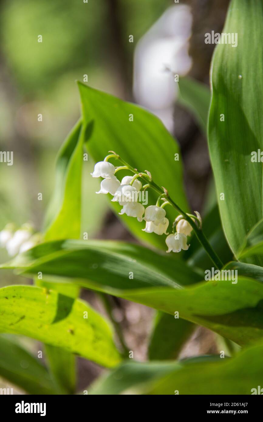 SCHENECTADY, UNITED STATES - Jul 11, 2020: Lily of the Valley flower ...