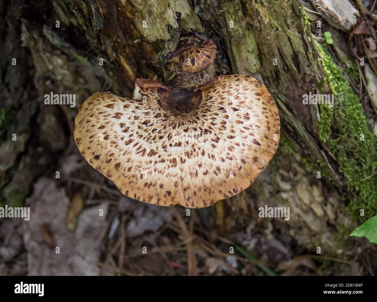 SCHENECTADY, UNITED STATES - Jul 18, 2020: white and brown mushroom ...
