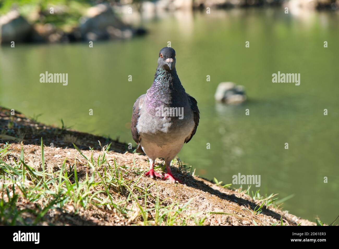 curious pigeon in a park Stock Photo - Alamy