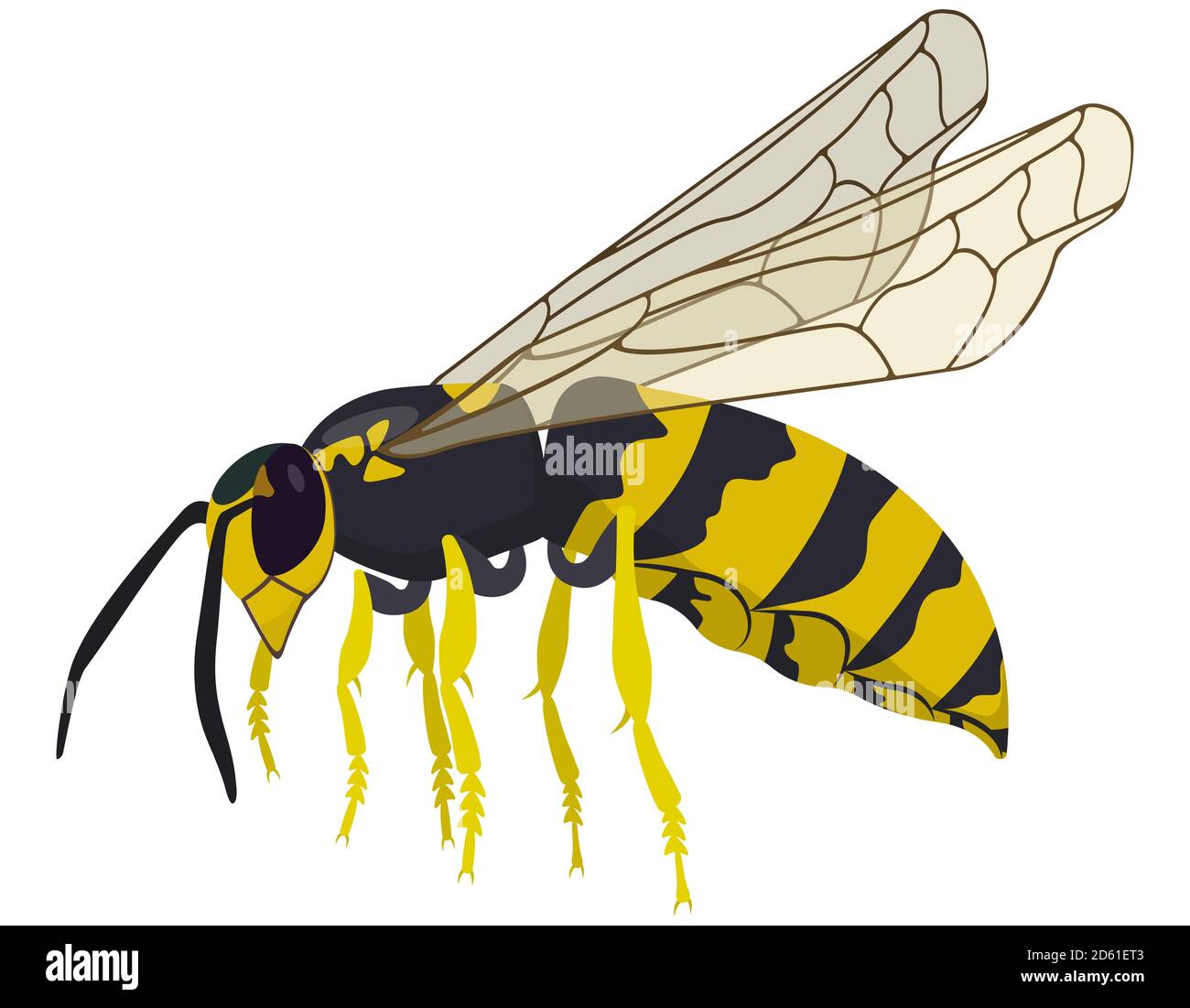 Flying wasp isolated on white background. Insect in cartoon style Stock ...
