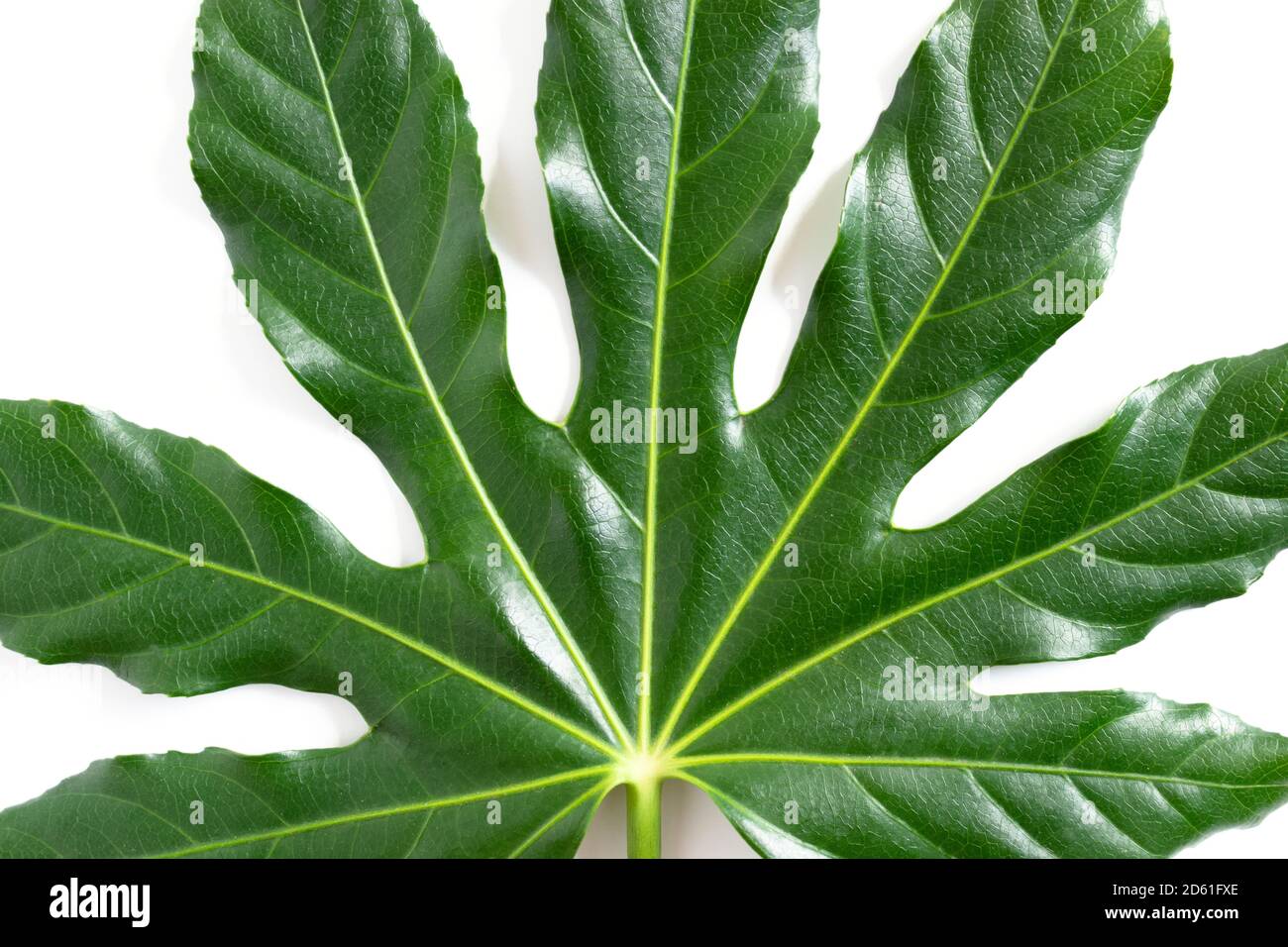 Green tropical aralia leaf texture on a white background Stock Photo ...