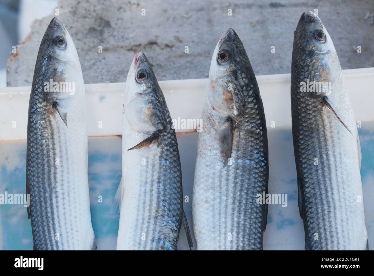 Freshly caught fish are placed vertically in a pallet side by side ...