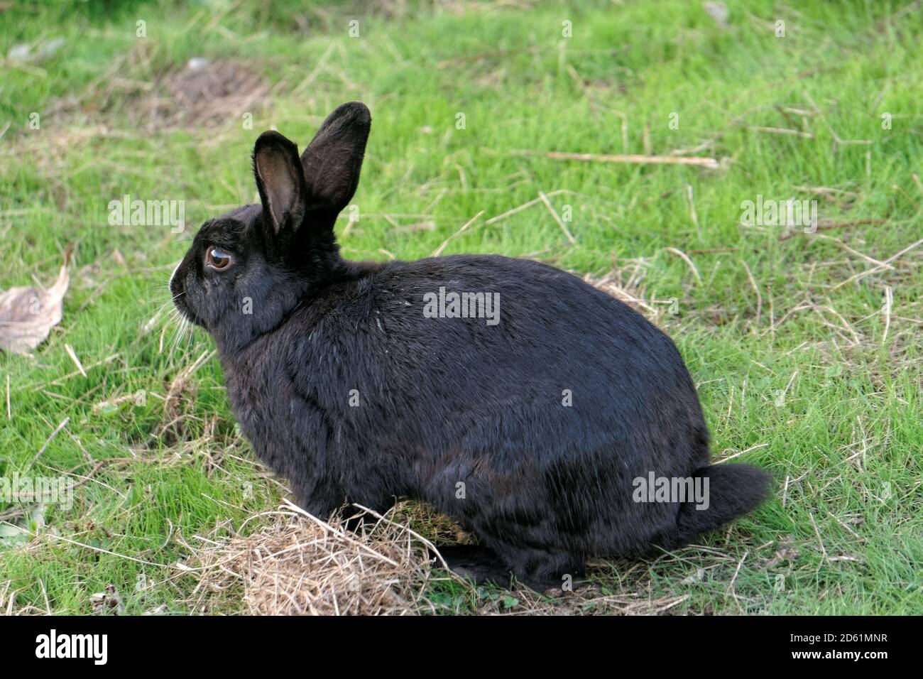 Rabbit side view hi-res stock photography and images - Alamy