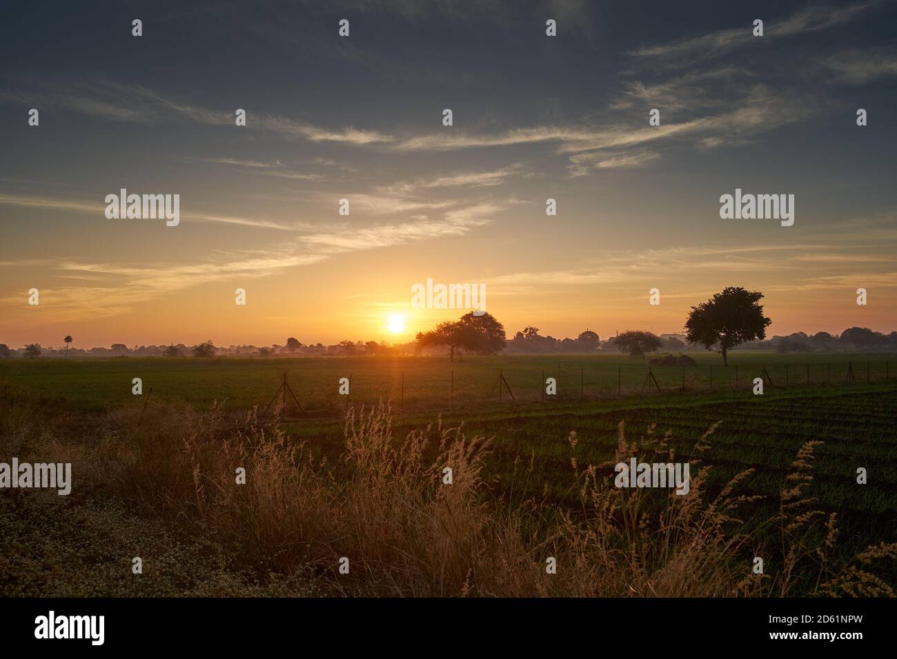 Backlit wild grass long crop fields in Ratlam, Madhya Pradesh, India ...