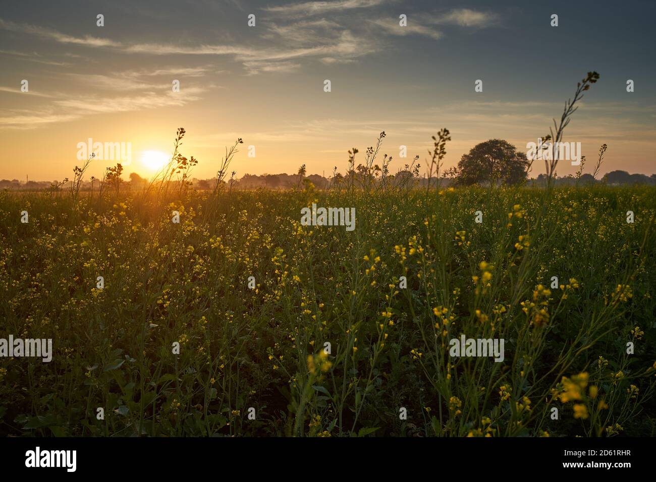 Standing crops hi-res stock photography and images - Alamy
