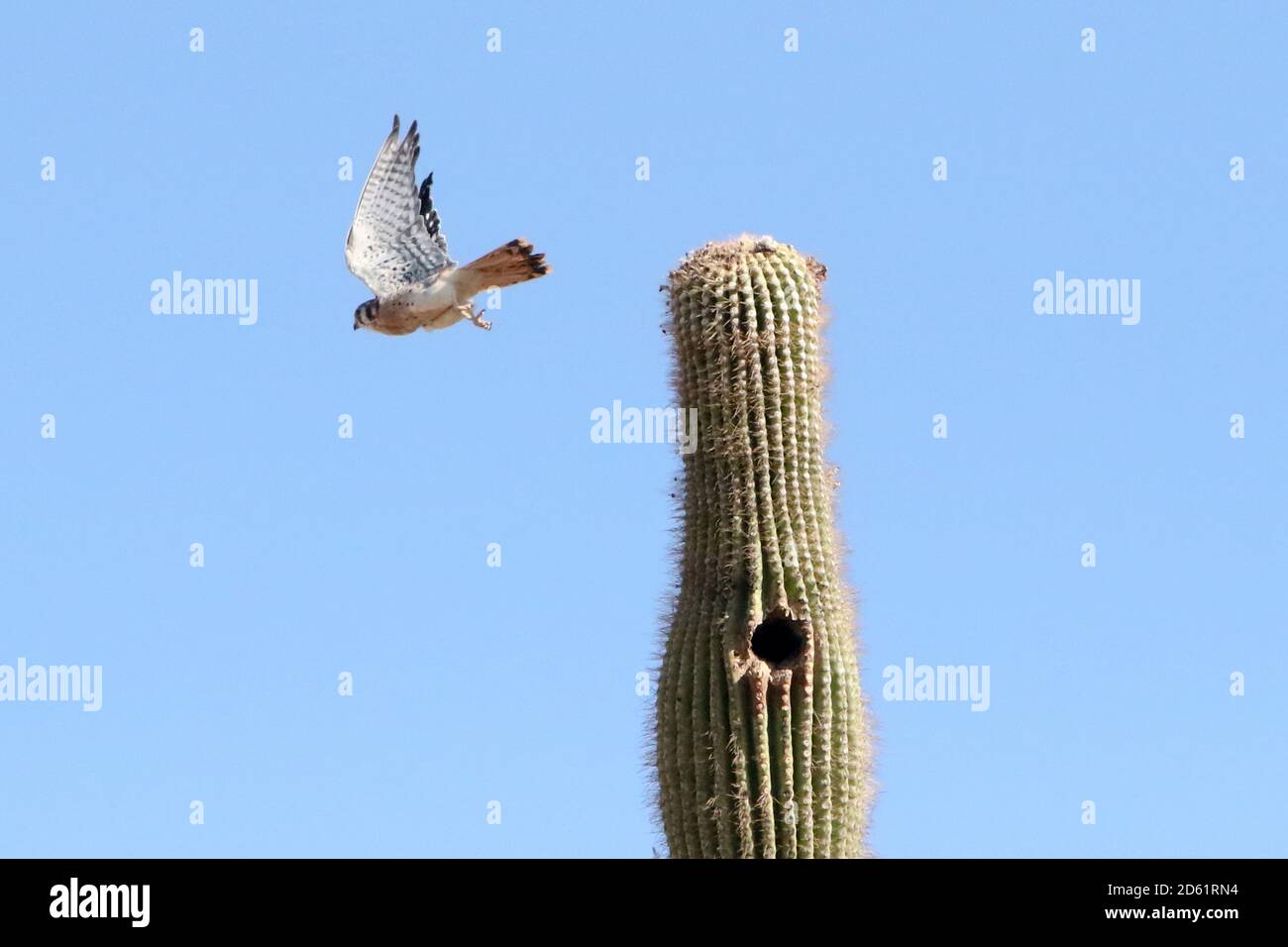 Prairie Falcon in Mesa, Arizona Stock Photo - Alamy