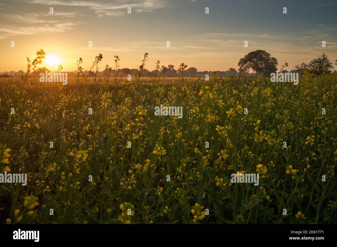 Standing crops hi-res stock photography and images - Alamy