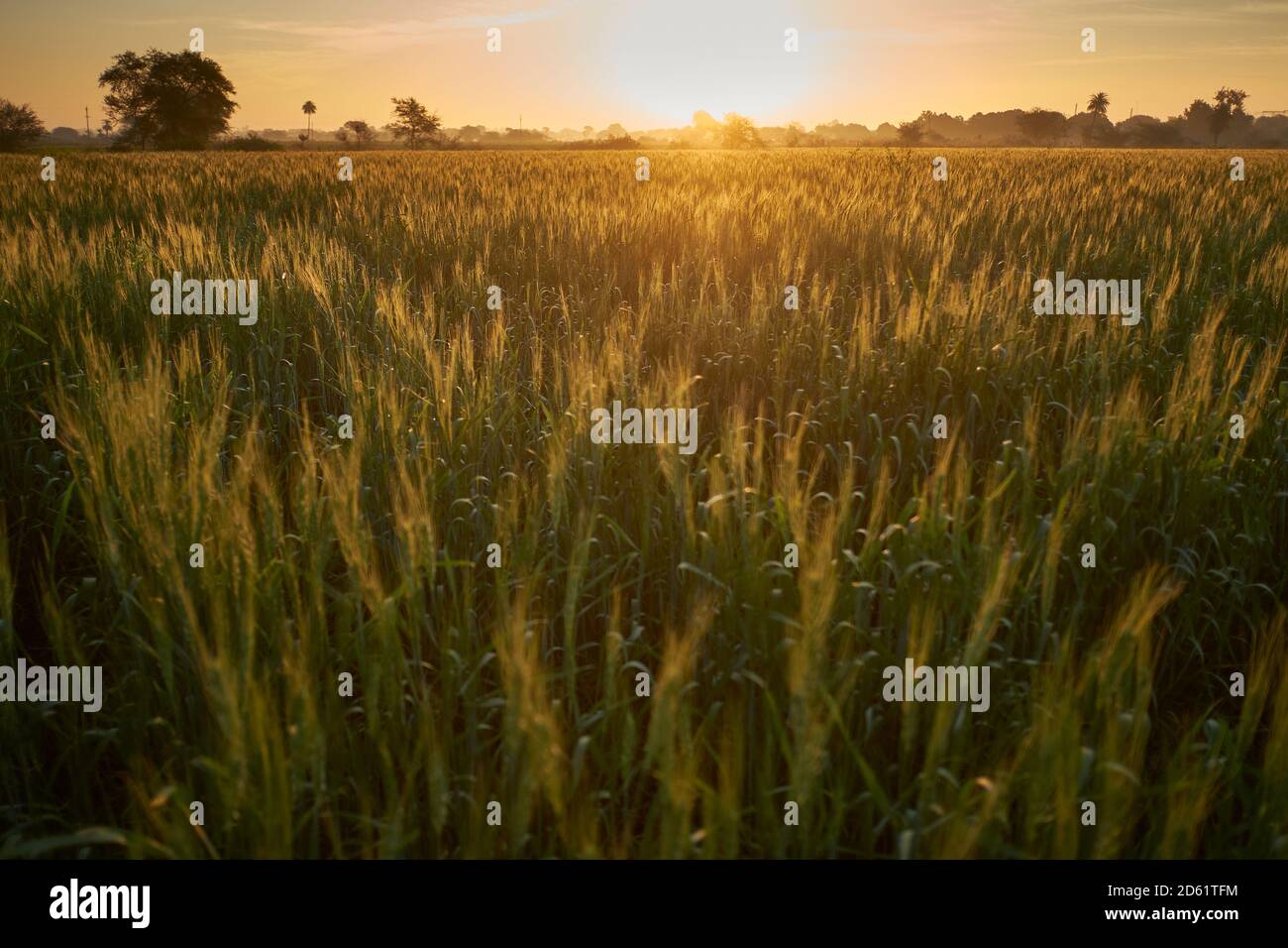 Standing crops hi-res stock photography and images - Alamy