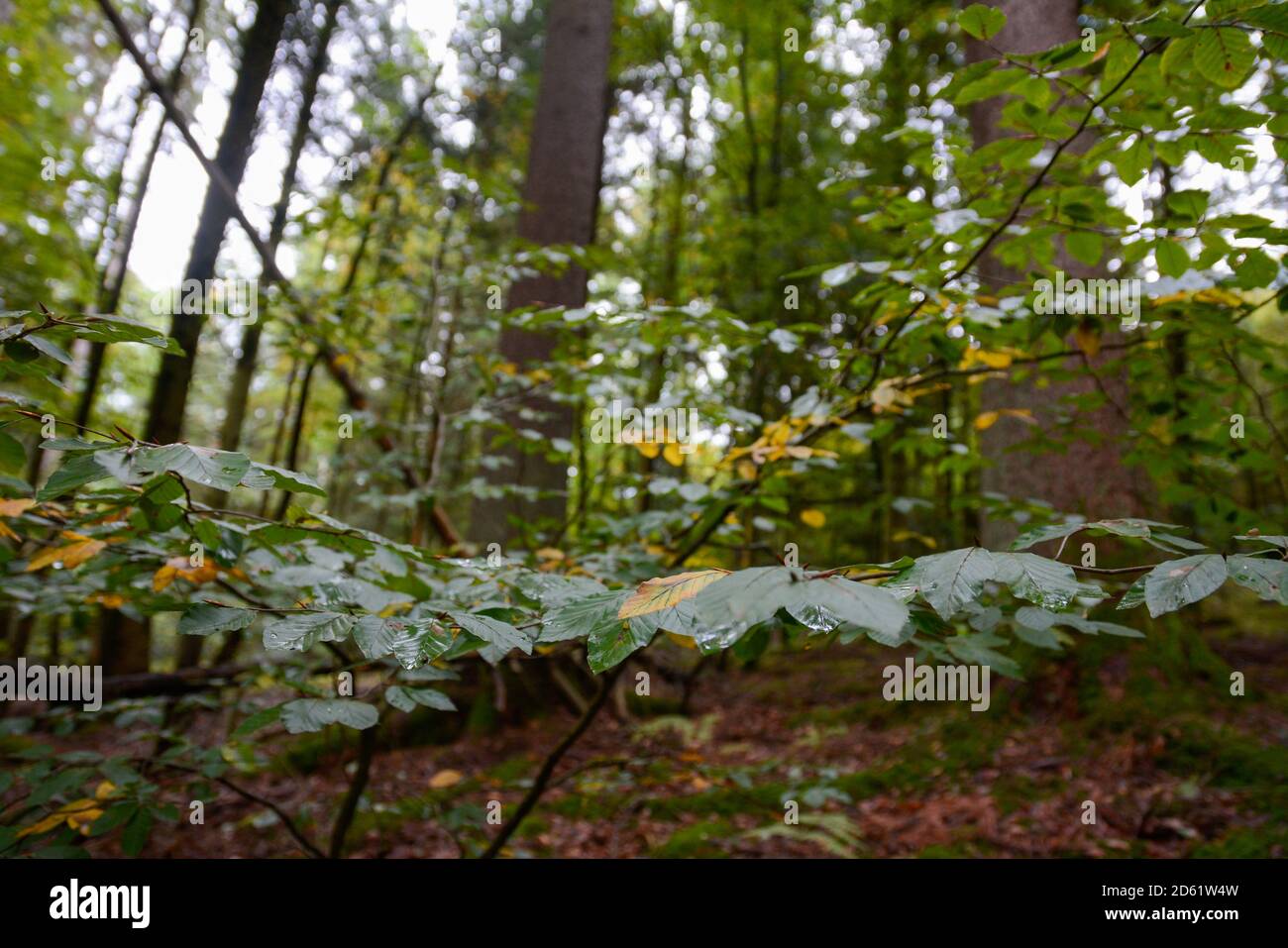 Seelbach, Tretenbach, foothills of the Black Forest: forest with ...