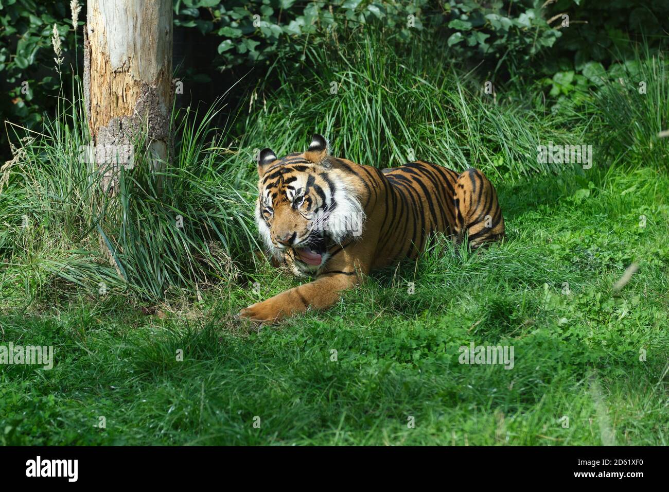 Close-up of a Sumatran tiger (Panthera tigris sondaica) resting and ...
