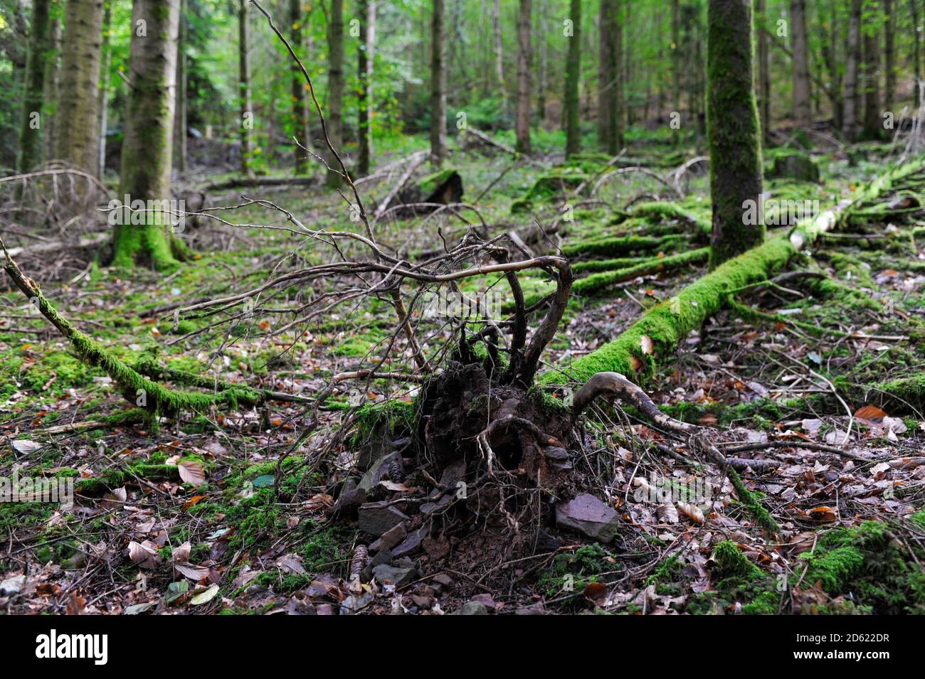 Seelbach, Tretenbach, foothills of the Black Forest: forest with ...