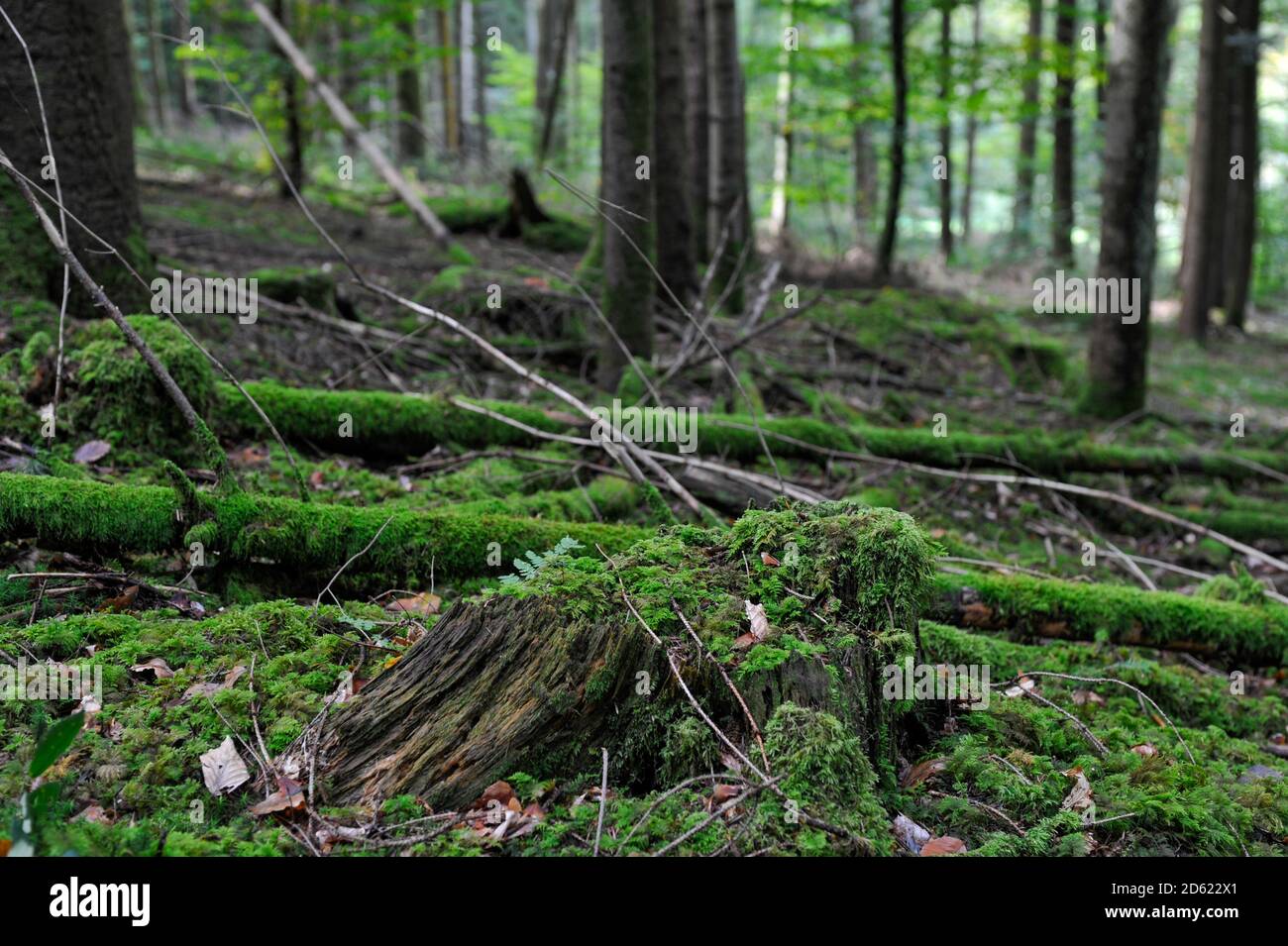 Seelbach, Tretenbach, foothills of the Black Forest: forest with ...