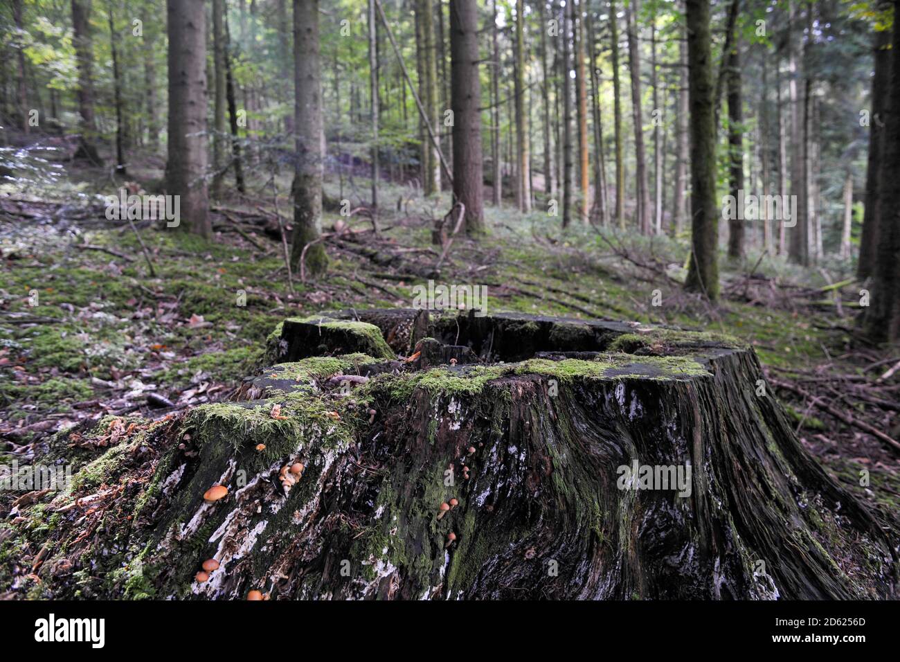 Seelbach, Tretenbach, foothills of the Black Forest: forest with ...