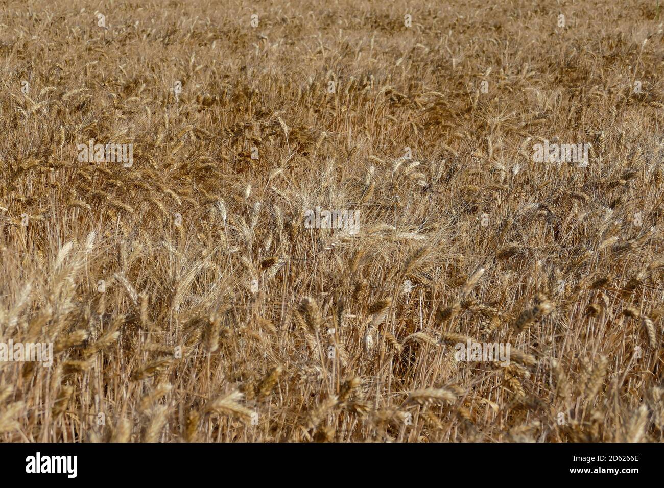 Harvest of wheat Texture of wheat Stock Photo - Alamy