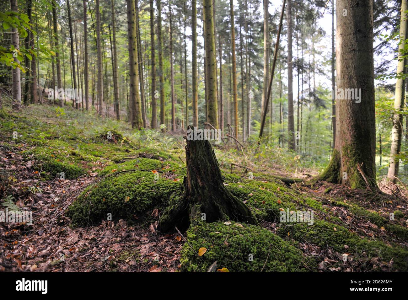 Seelbach, Tretenbach, foothills of the Black Forest: forest with ...