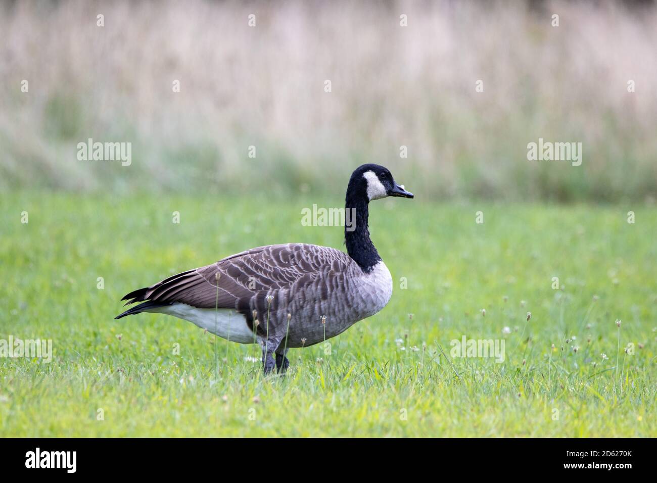 Canada goose canadensis standing field hi-res stock photography and ...