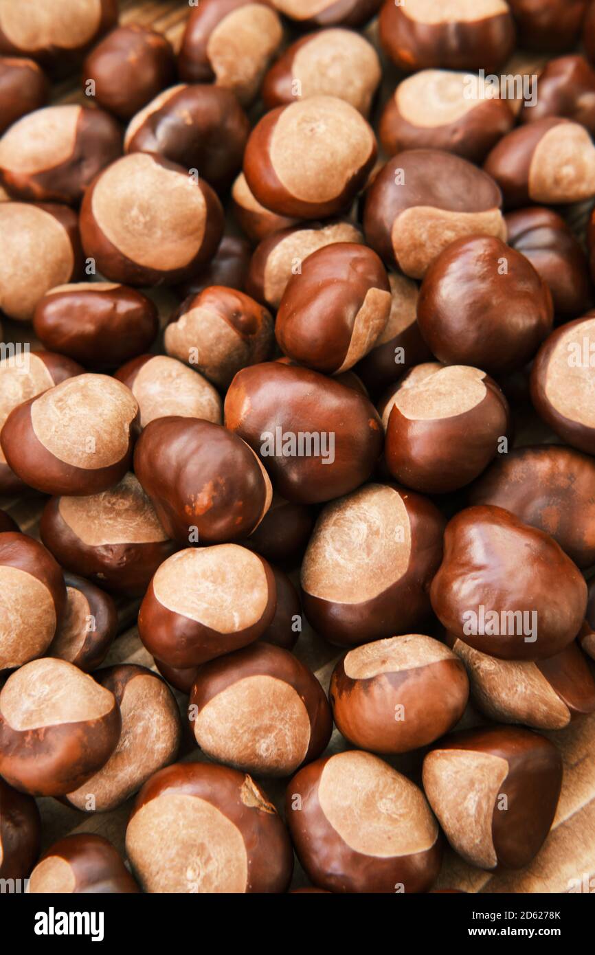 Chestnut red head hi-res stock photography and images - Alamy