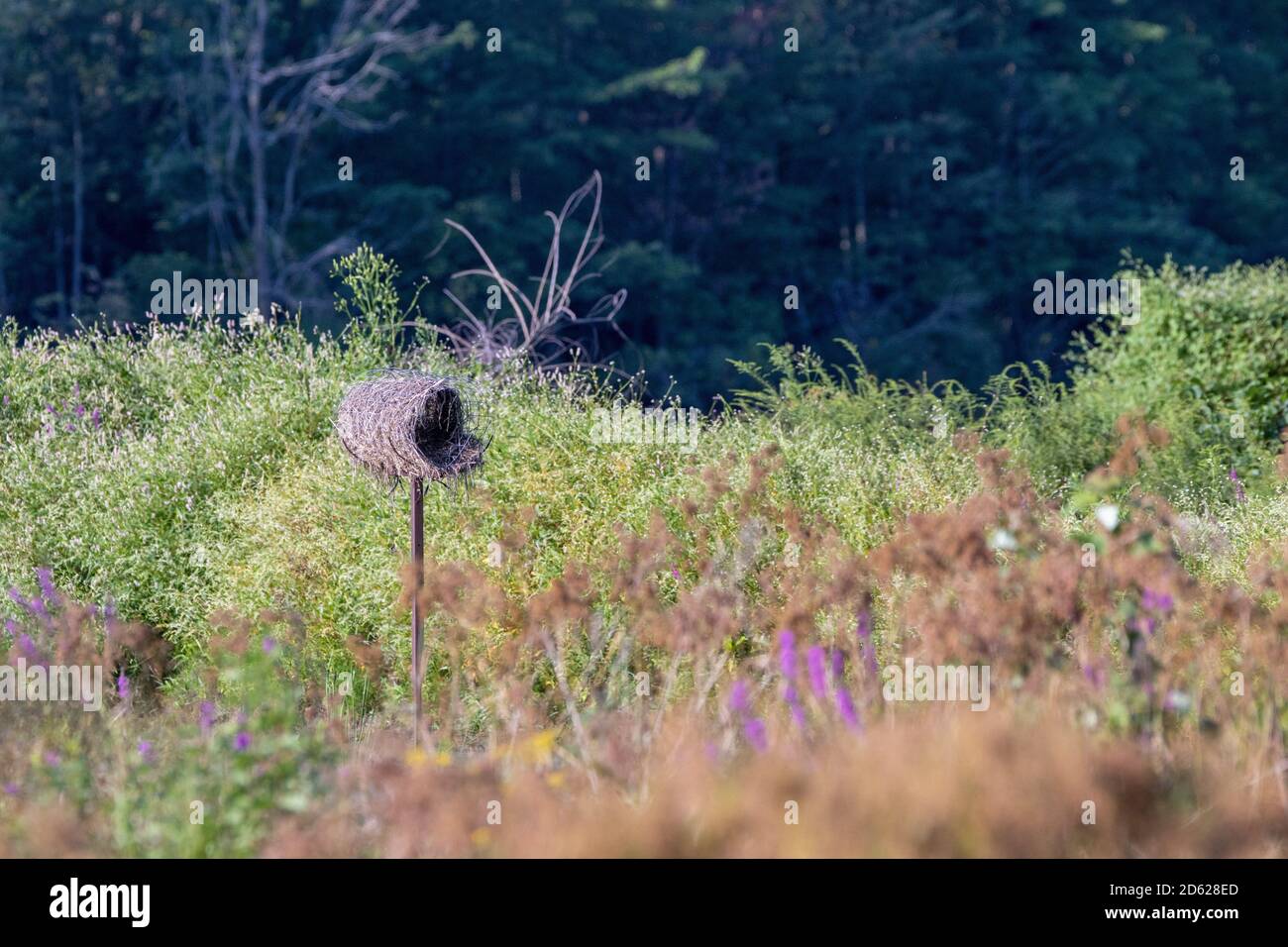 Wooduck hi-res stock photography and images - Alamy