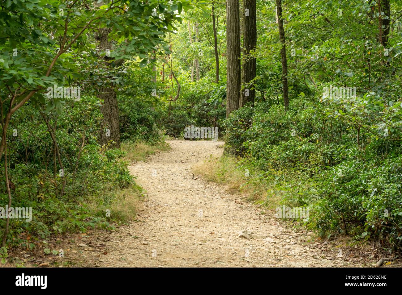 An empty path in the green forest in the mid summer season Stock Photo ...